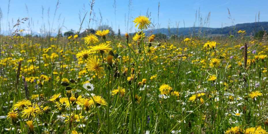Opportunitätskosten und Biodiversitätspotenzial in Vernetzungsprojekten ...